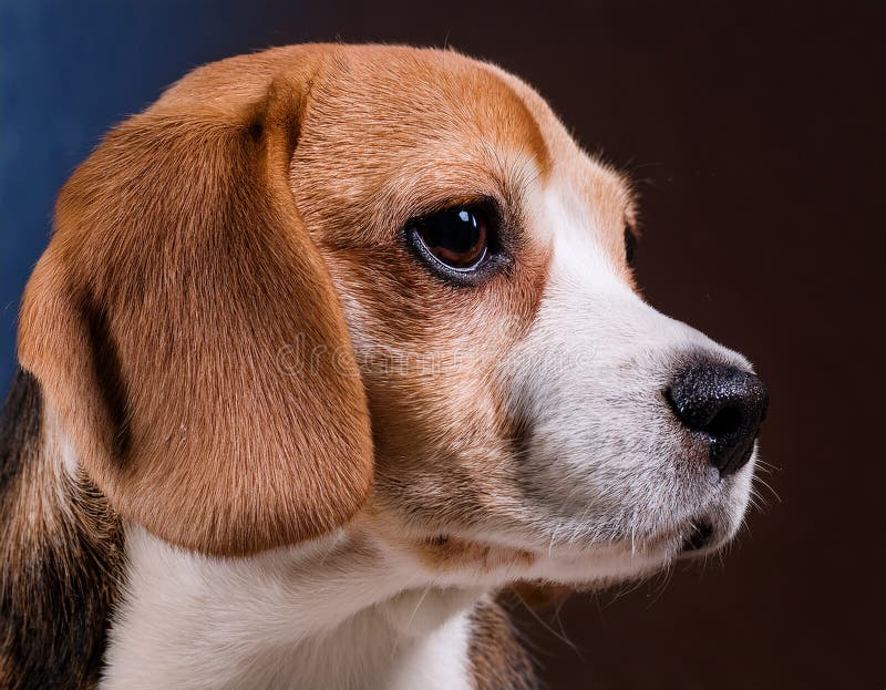 Fall Beagle Dog. Pet Beagle Dog Outdoors in Fall Stock Illustration ...