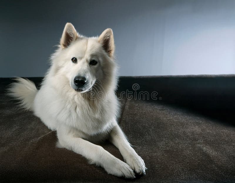 Canadian Inuit Dog, Canadian Eskimo Dog Stock Illustration ...