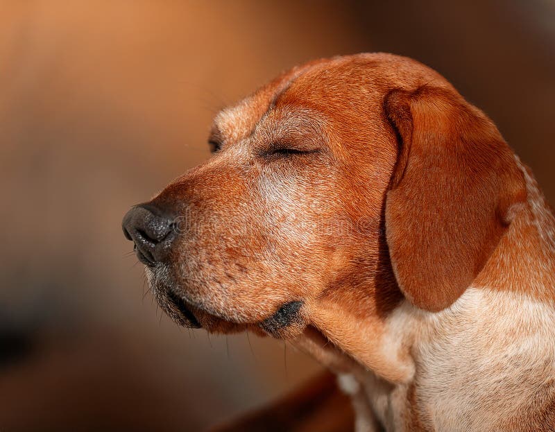 Sized Anglo French Hound Stock Illustrations – 20 Sized Anglo French ...