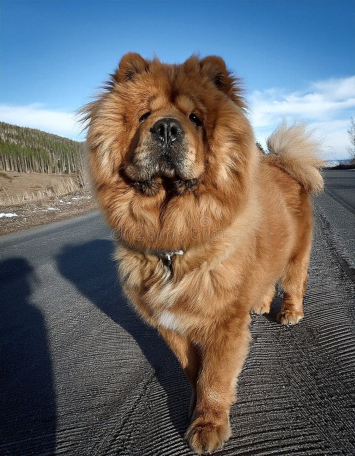 A Beautiful Full Body of a Red Chow Chow Dog Stock Illustration ...