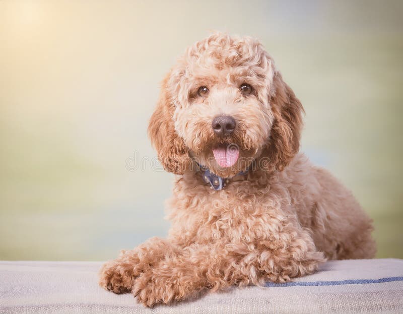 Brown cockapoo dog stock illustration. Illustration of retriever ...