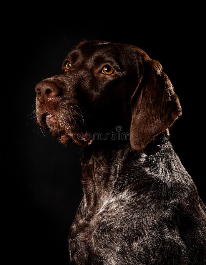 German Rough-haired Pointing Dog Stock Illustration - Illustration of ...