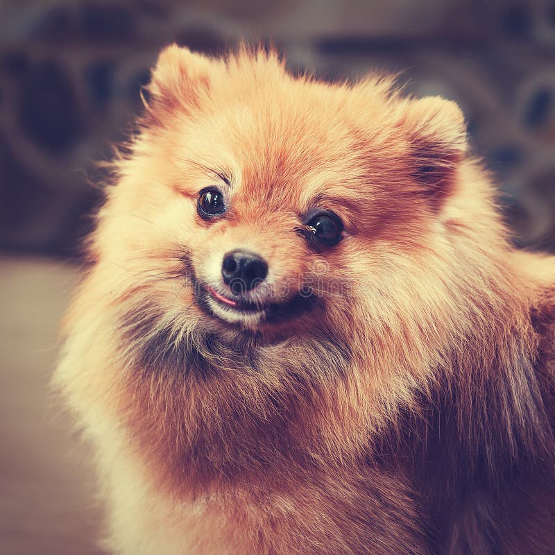 German Spitz, Wolfspitz Clipart. Different Poses, Coat Colors Set Stock ...