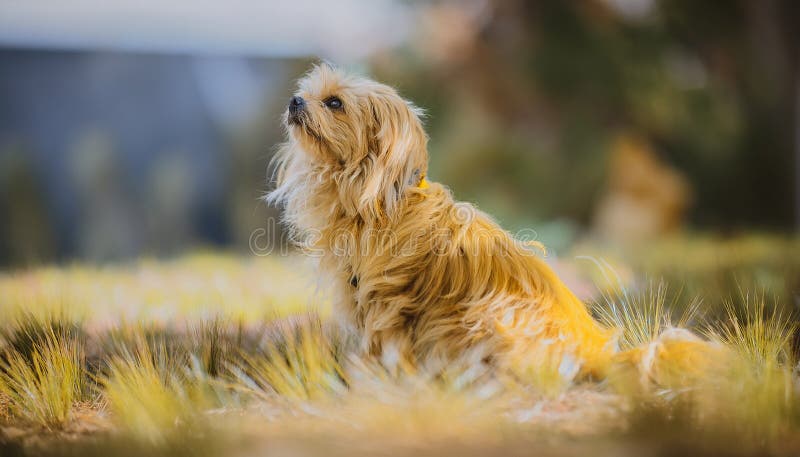 Canary Dog stock illustration. Illustration of hound - 369432240