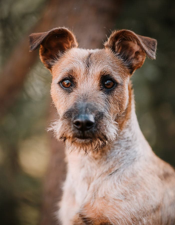 The Sporting Lucas Terrier is a Small Terrier Type Dog Breed. Stock ...