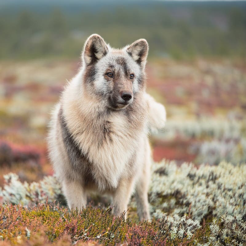 Lapinporokoira, Lapponian Herder Stock Illustration - Illustration of ...