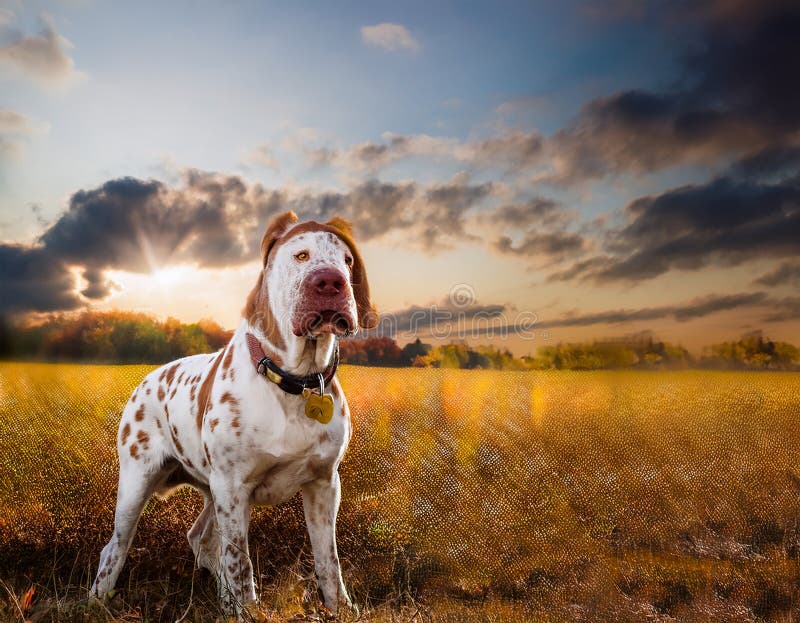 English Pointer Clipart. Different Poses, Coat Colors Set Stock Vector ...