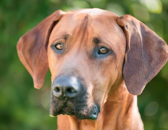 Rhodesian Ridgeback stock illustration. Illustration of muscular ...