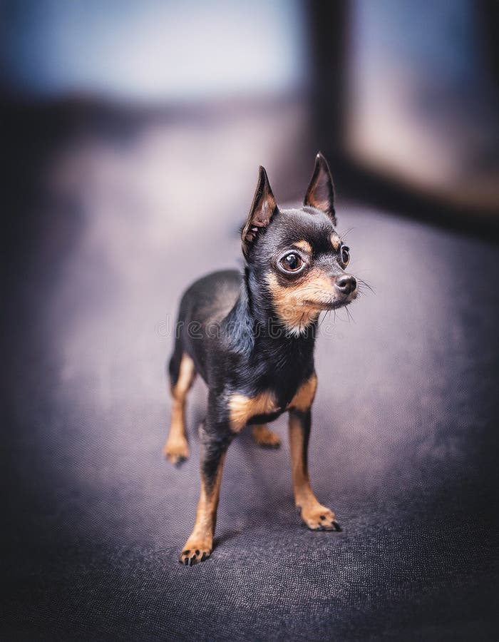 Prague ratter stock vector. Illustration of country, krysarik - 66405888