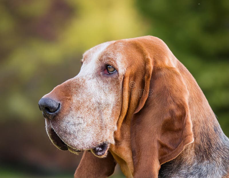 Redbone Coonhound stock illustration. Illustration of sense - 372100306