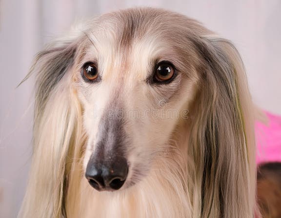 Portrait of an Saluki Female Stock Illustration - Illustration of silky, cream: 372106511