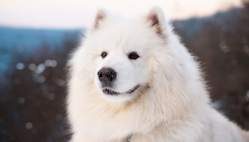 A Beautiful Samoyed Dog in Front of the Factory Stock Illustration ...