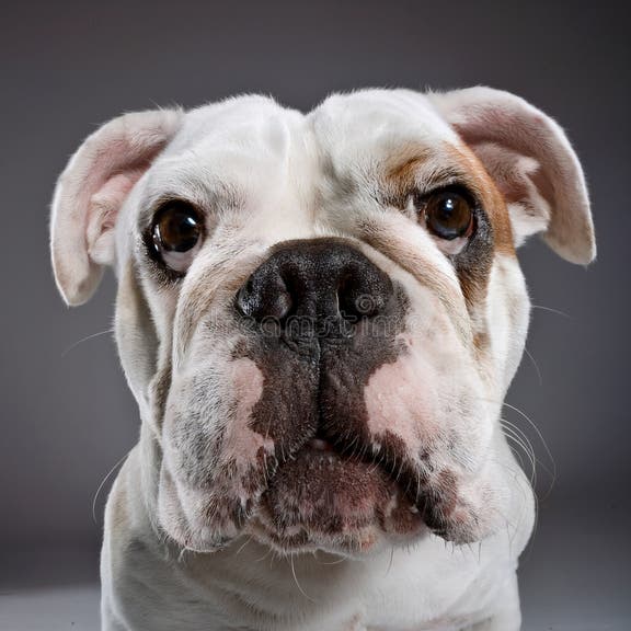 White English Bulldog stock illustration. Illustration of shoulders ...