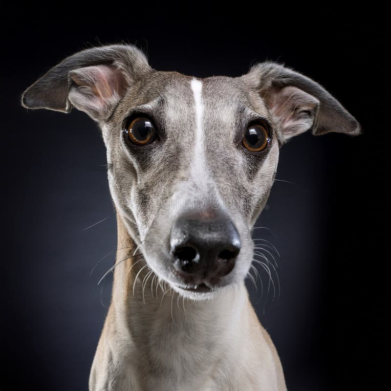 Young Whippet Female Standing in Show Position Stock Illustration ...