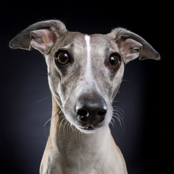 Young Whippet Female Standing in Show Position Stock Illustration ...