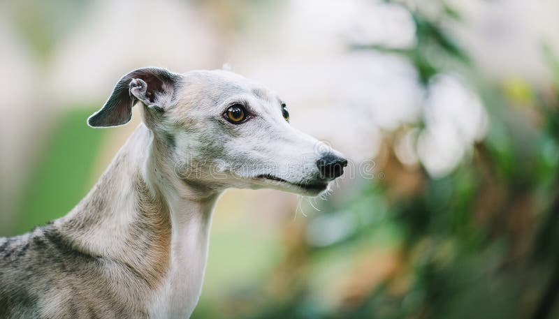 Young Whippet Female Standing in Show Position Stock Illustration ...