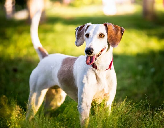 Small Swiss Hound stock illustration. Illustration of green - 372545301