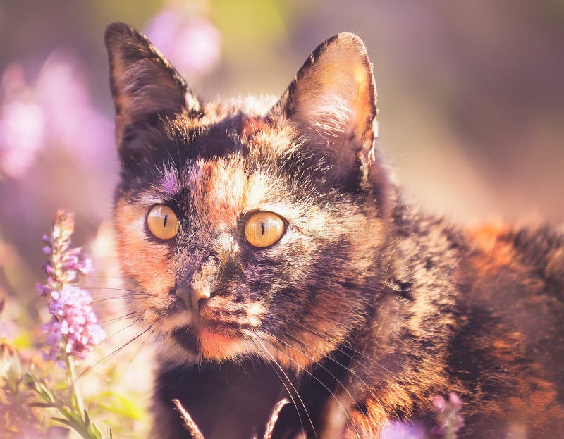 Gallant Cute Tortoiseshell Cat Stock Illustration - Illustration of ...