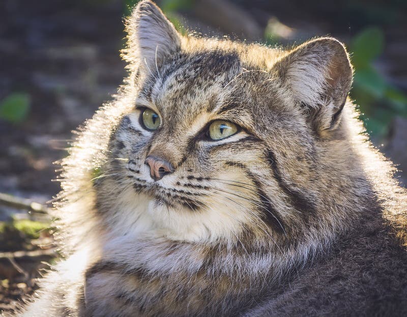 Pallas Cat, or Manul, Lives in the Cold and Arid Steppes of Central ...