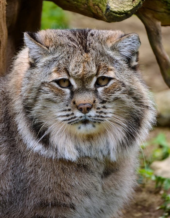 Pallas Cat, or Manul, Lives in the Cold and Arid Steppes of Central ...