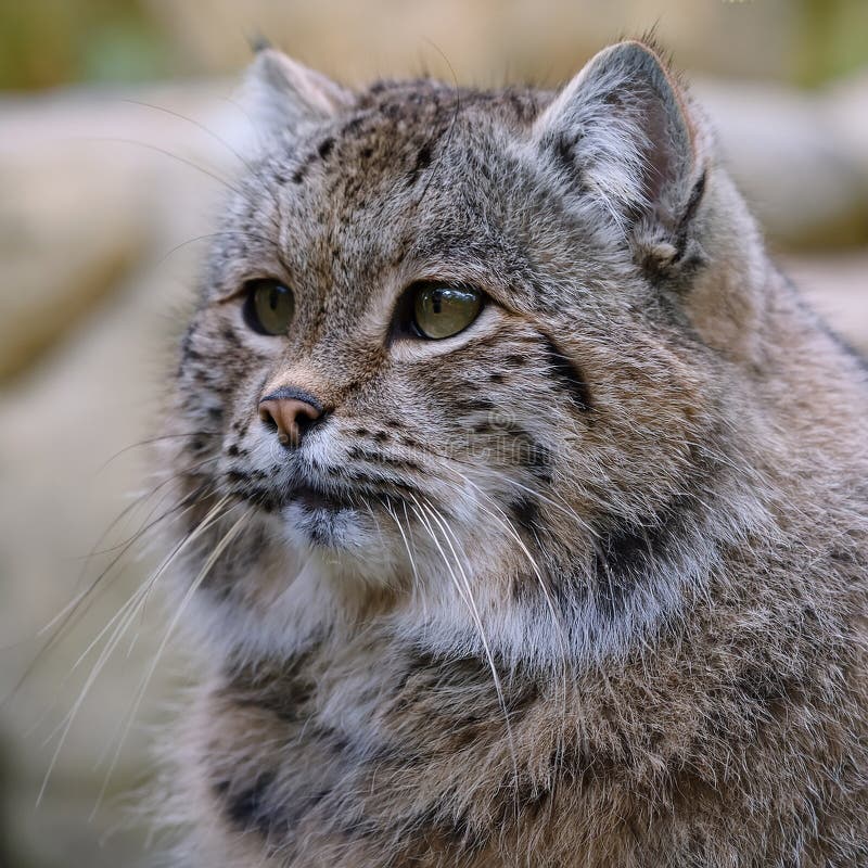 Pallas Cat, or Manul, Lives in the Cold and Arid Steppes of Central ...
