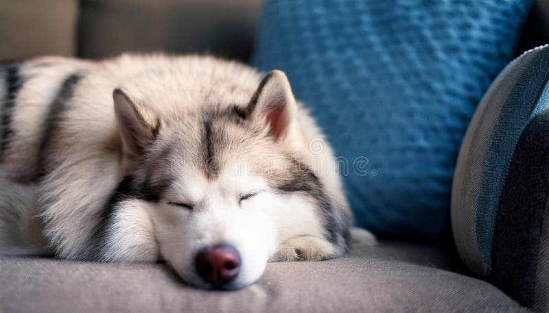 Siberian Husky Dog, a Sleeping Siberian Husky Dog Resting Peacefully on ...