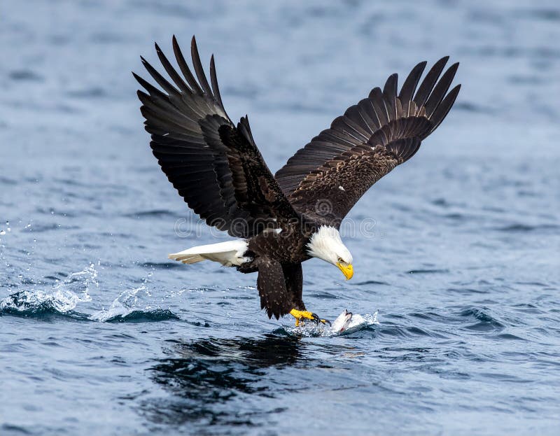 Alaska Bald Eagle Attacking a Fish. a Mature Bald Eagle Swooping in and ...