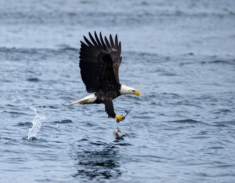 Alaska Bald Eagle Attacking a Fish Stock Illustration - Illustration of ...