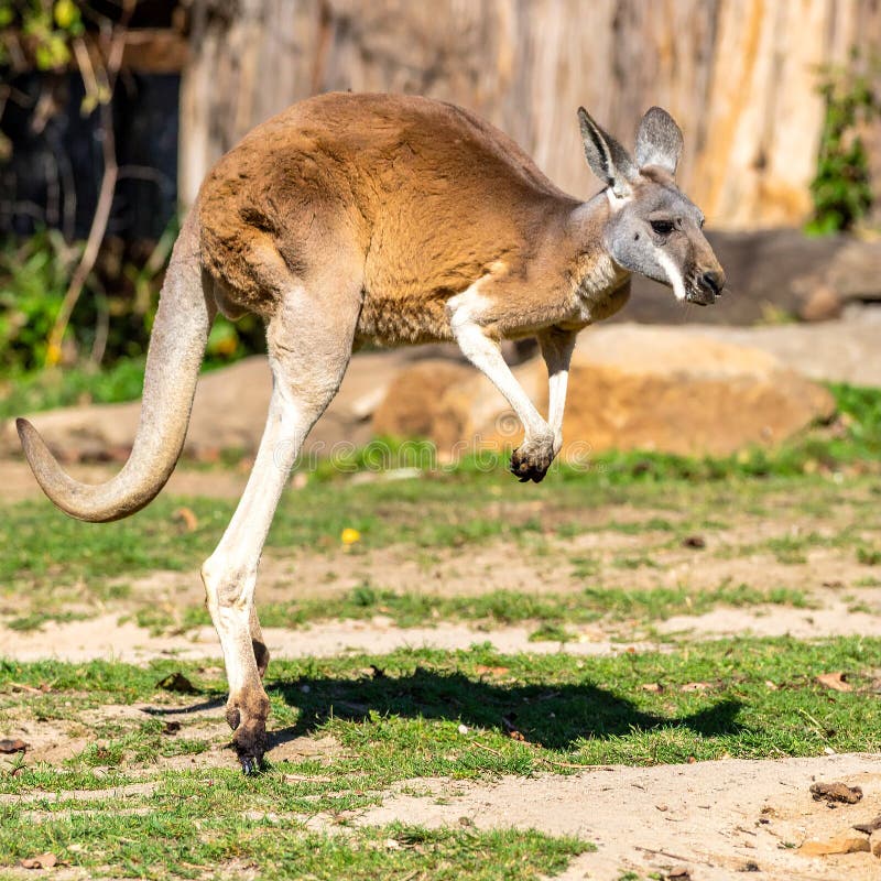 Red Kangaroo Jumping, Wildlife and Zoo Stock Illustration ...