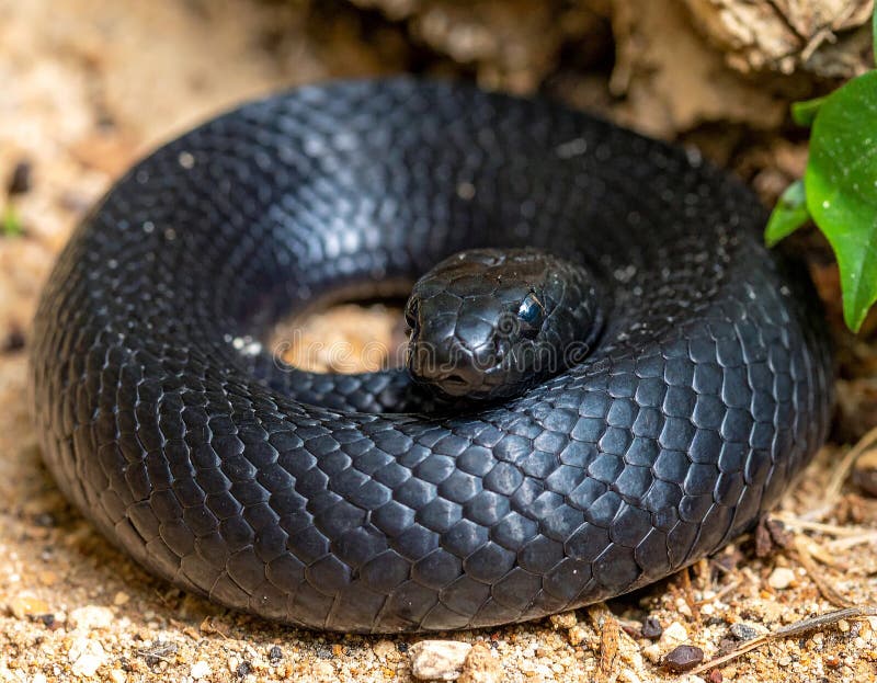 Closeup of a Coiled Black Snake Stock Illustration - Illustration of ...