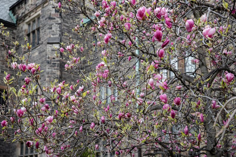 Magnolia Tree Pink Flowers City Toronto Stock Photos - Free & Royalty ...