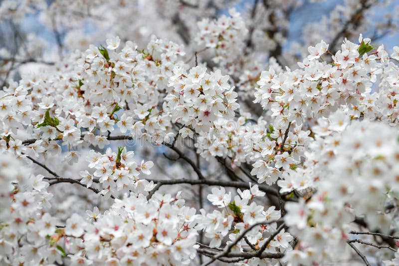 Cherry Blossoms are in Full Bloom in Spring. Canada. Stock Image ...