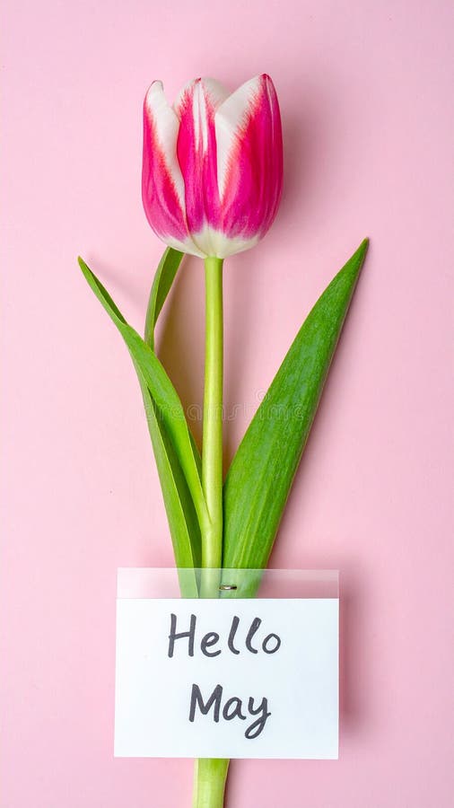 Inscription Hello May. Tulip Flower. Spring Background Stock ...