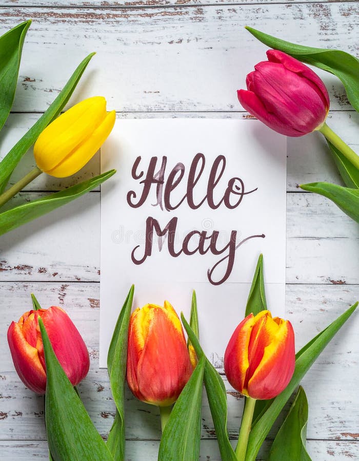 Inscription Hello May. Tulip Flower. Spring Background Stock ...