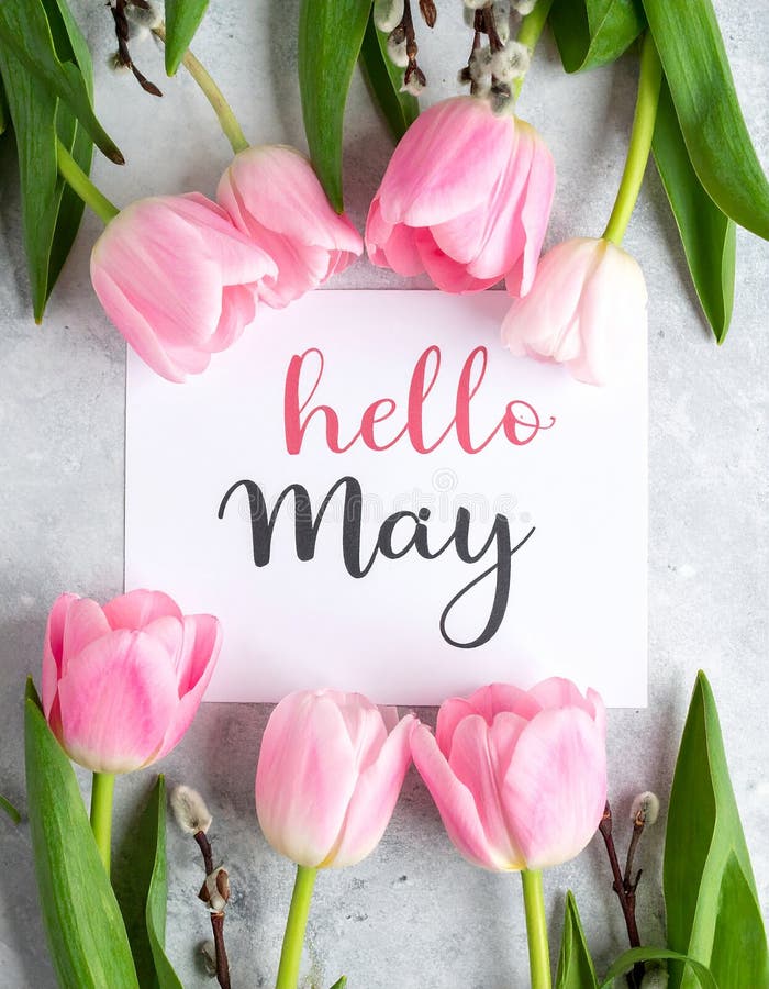Inscription Hello May. Tulip Flower. Spring Background Stock ...