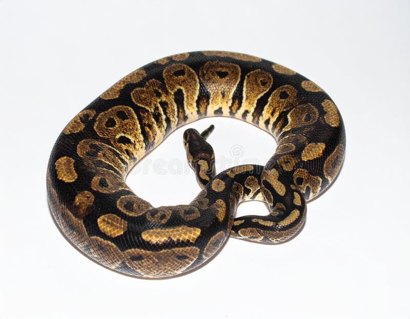 Closeup of a African Coiled Royal or Ball Python Snake on a White ...