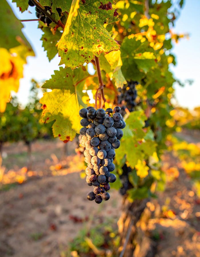 Red Grapes Hanging in Vineyard. Grape Wineland Landscape Landscape at ...