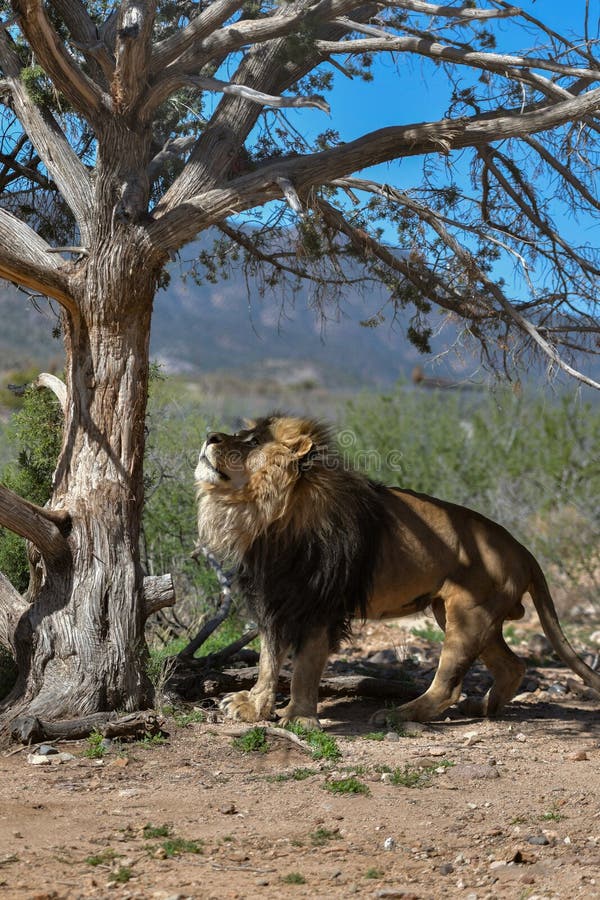 Large Majestic Male Lion Near Tree Stock Photos - Free & Royalty-Free ...