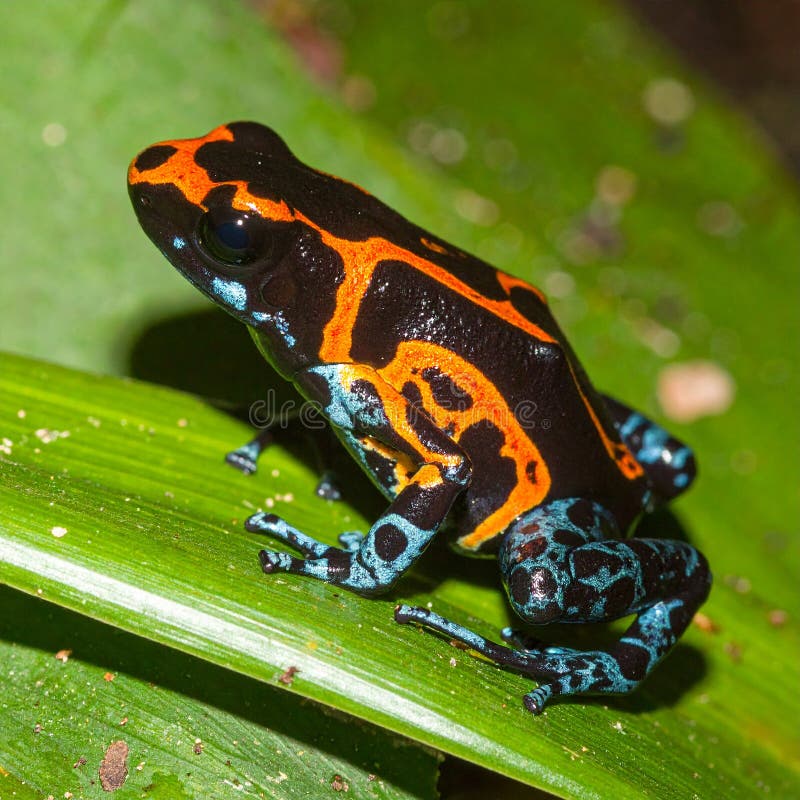 Harlequin Poison Dart Frog or Dendrobates Histrionicus Stock ...