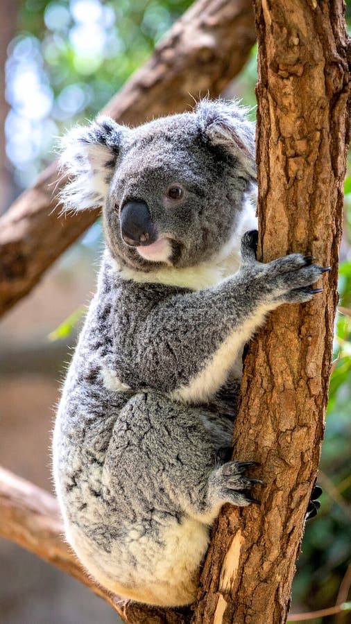 Australian Habitats Stock Illustrations – 402 Australian Habitats Stock ...