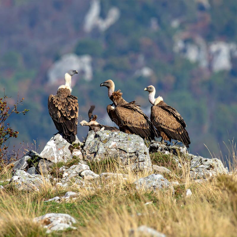 Group of Vultures. Griffon Vulture, Gyps Fulvus, Big Birds of Prey ...