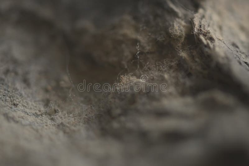 Extreme Macro of Ancient Tibetan Manuscript Surface Showing Organic ...