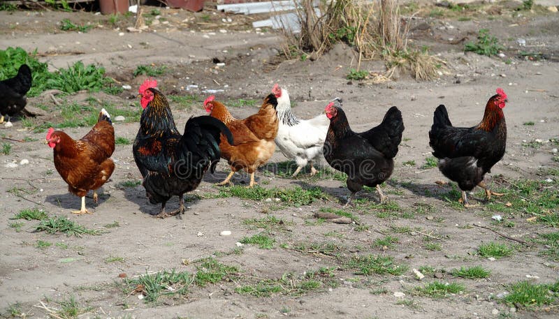 Brood of chickens outdoors stock illustration. Illustration of prairie ...