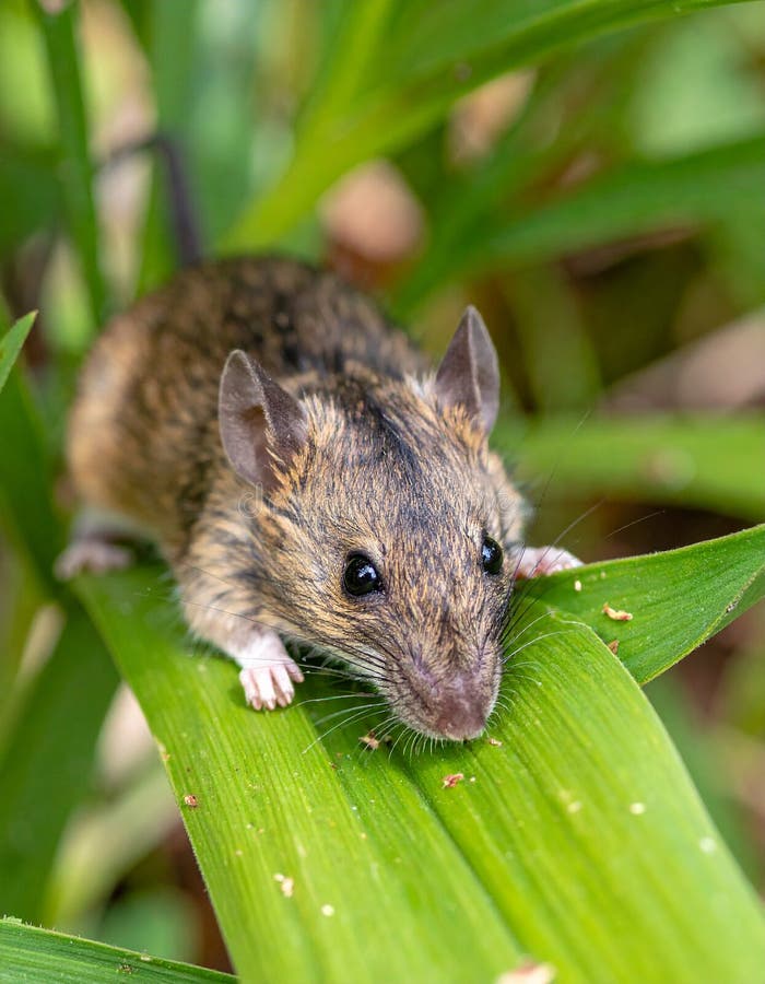 Scared House Mouse. the House Mouse Lying on the Green Plant Stock ...