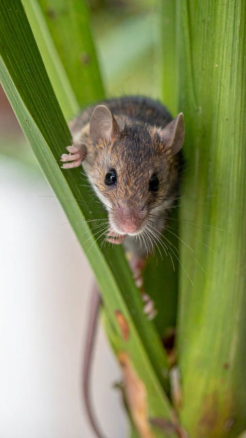 Scared House Mouse. the House Mouse Lying on the Green Plant Stock ...