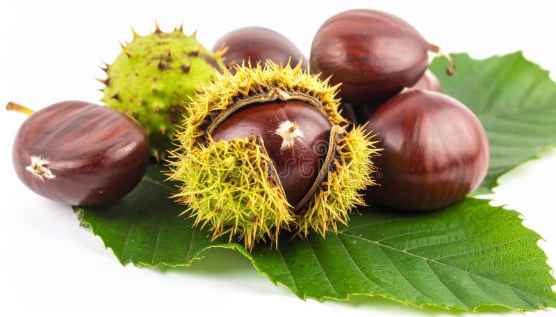 Castanea Spp Stock Illustrations – 28 Castanea Spp Stock Illustrations ...