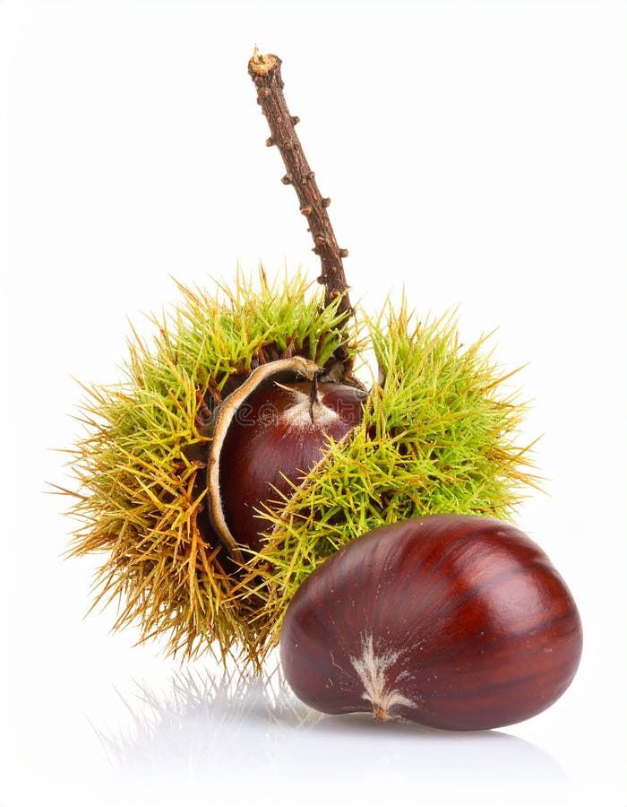 Castanea Spp Stock Illustrations – 28 Castanea Spp Stock Illustrations ...