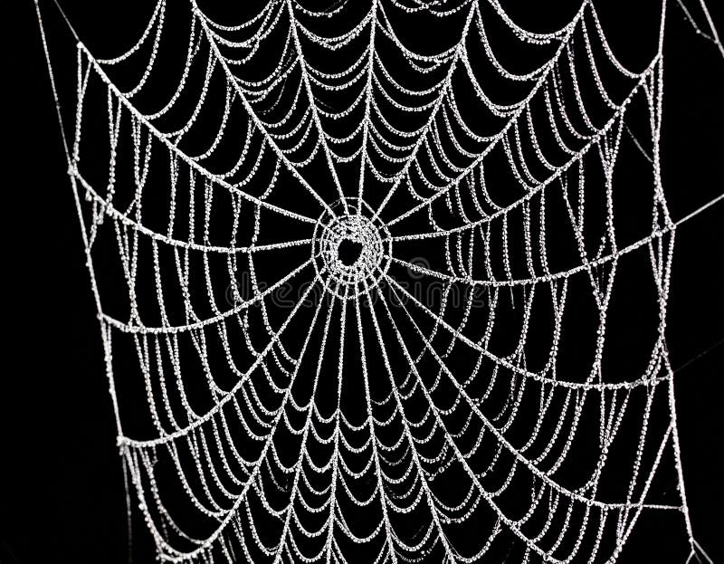 Real Frost Covered Spider Web Isolated on Black Stock Illustration ...