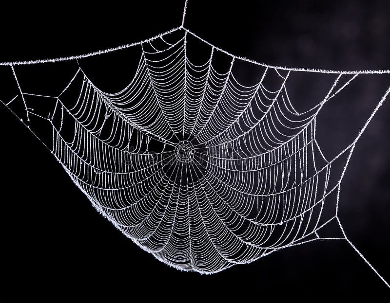 Real Frost Covered Spider Web Isolated on Black Stock Illustration ...