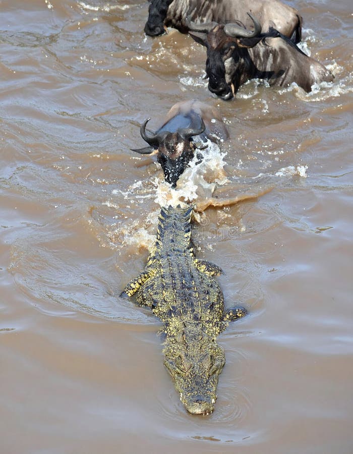 Perilous Migration Stock Illustrations – 93 Perilous Migration Stock ...